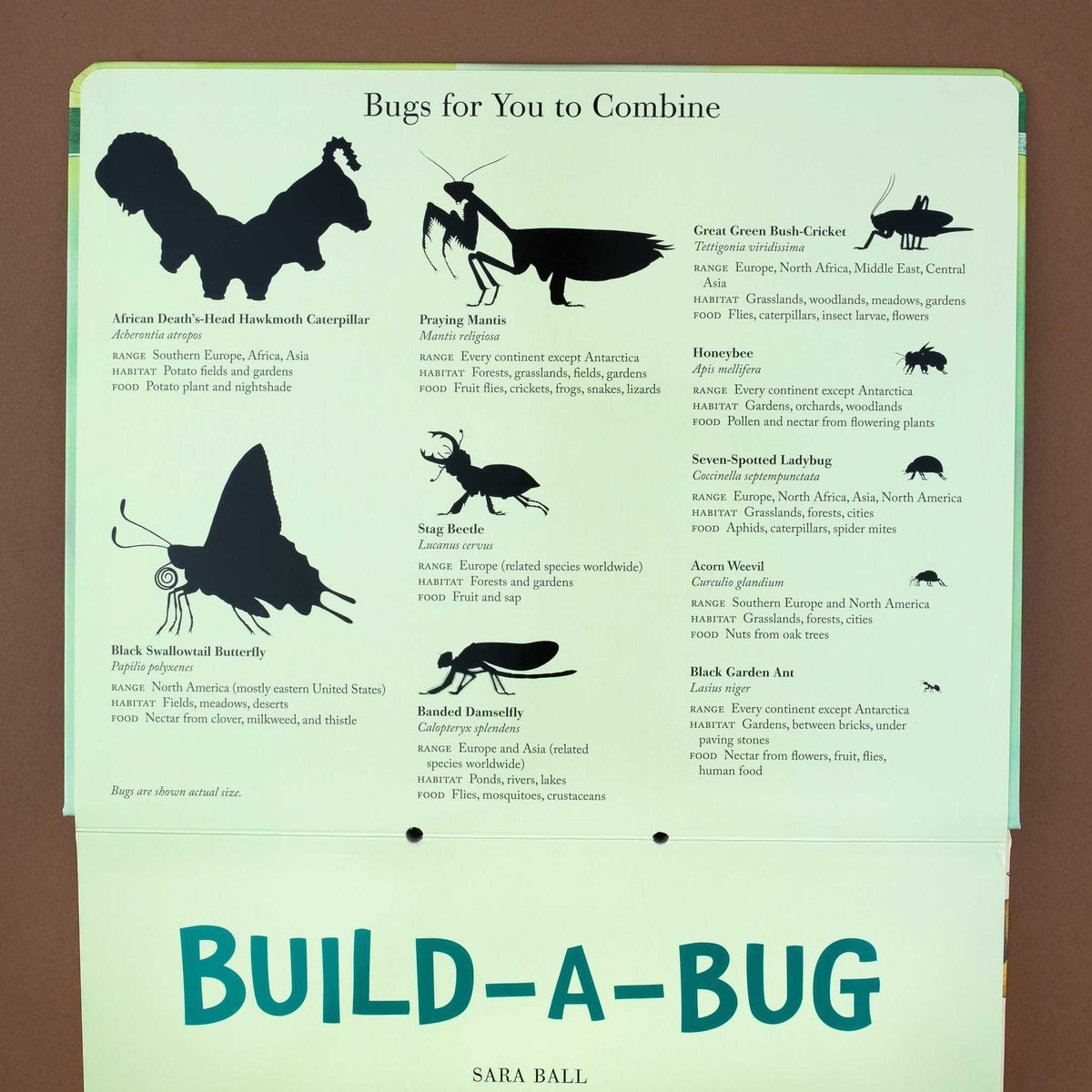Build-a-Bug Flip & Flop Book – pucciManuli