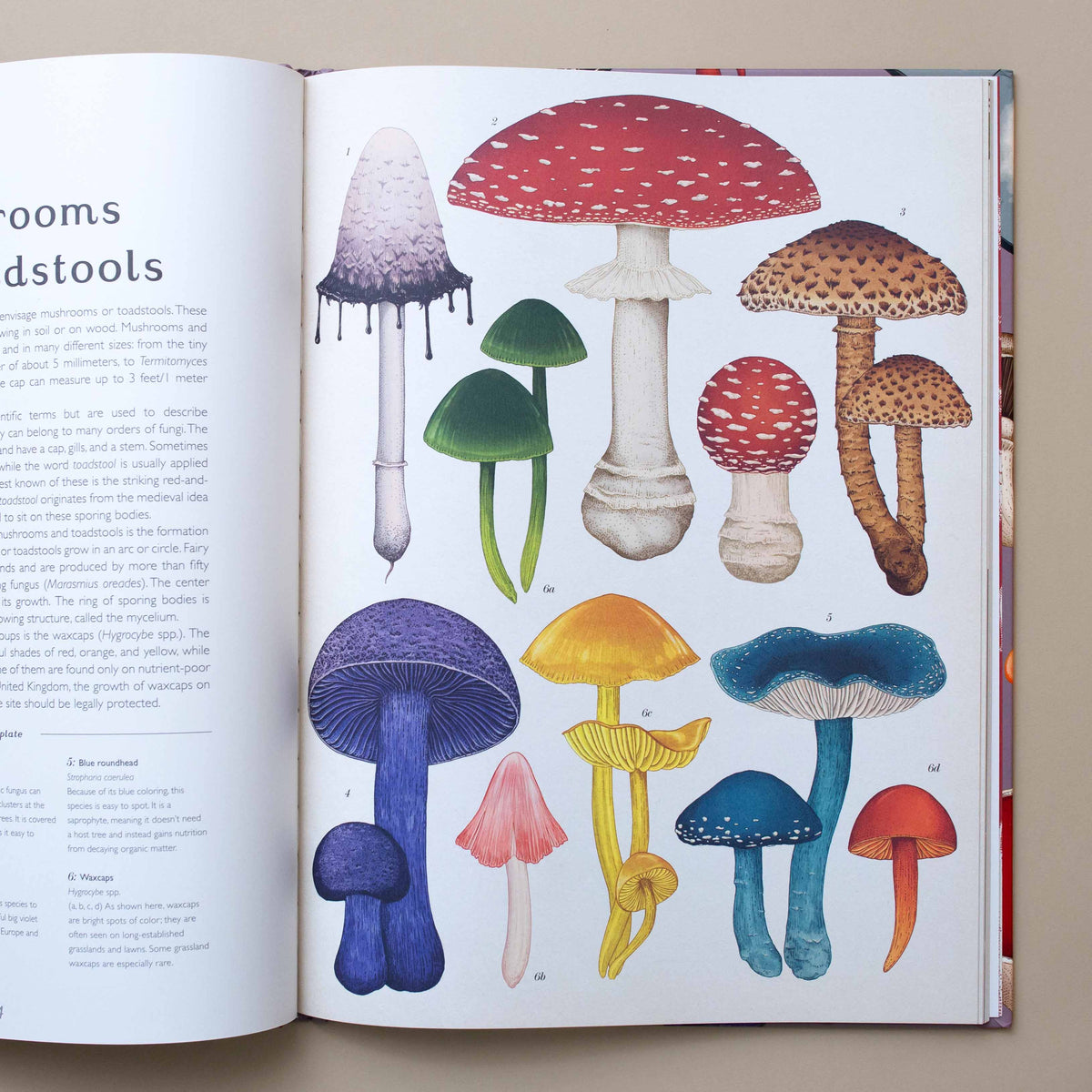 Fungarium Book – pucciManuli